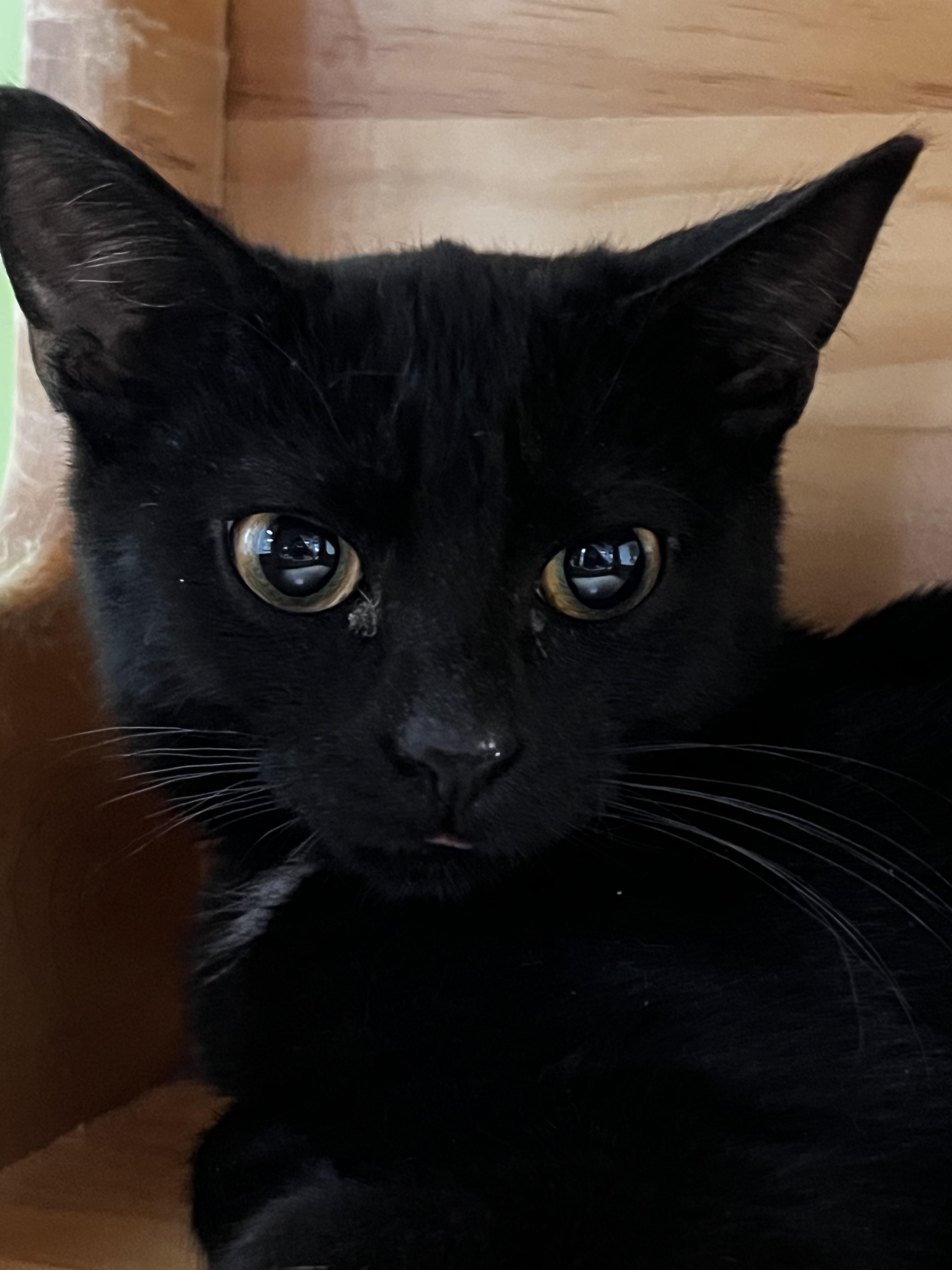 Teeny tiny void blep (oc) | Scrolller