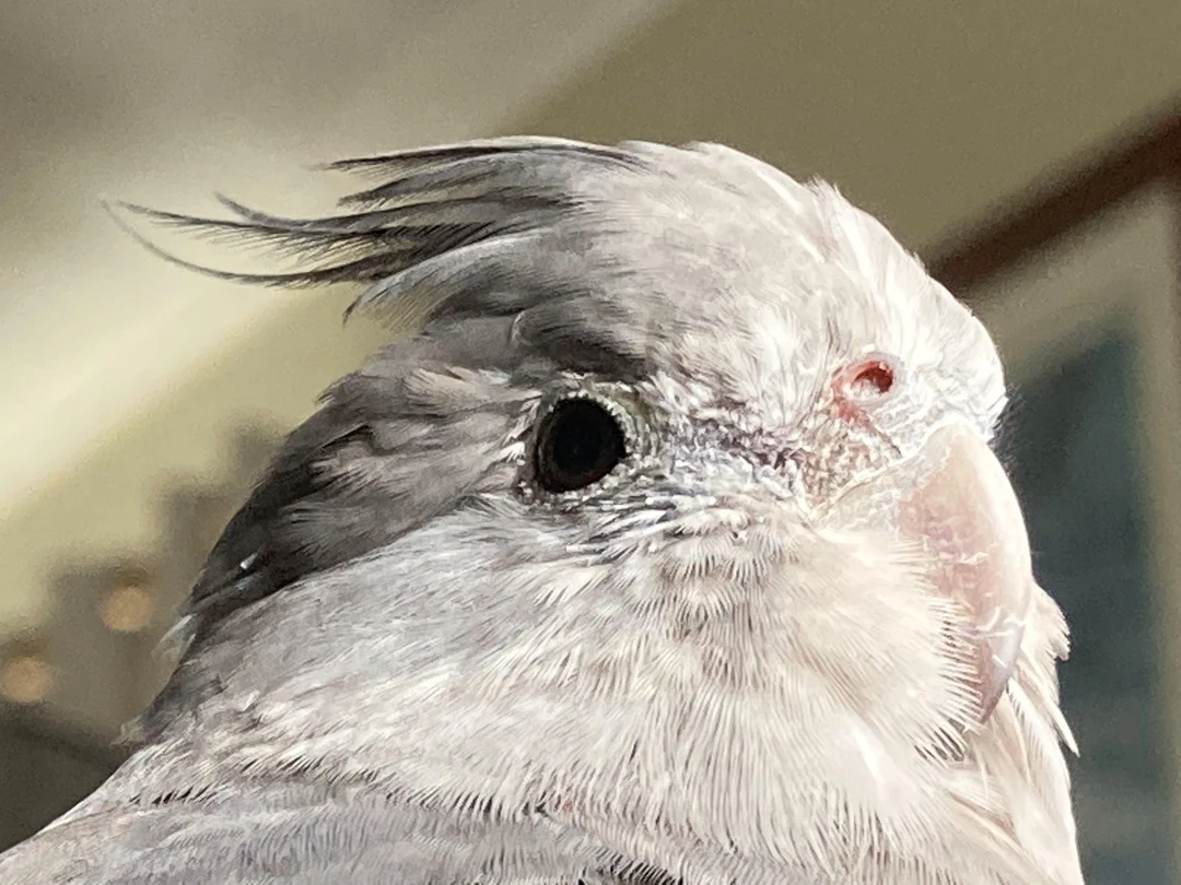 My birb got herself a profile pic if she ever gets an account, what do you think? | Scrolller