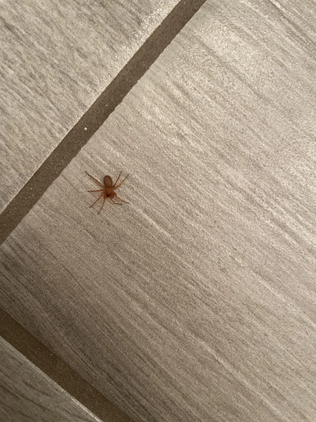 Can anyone help identify this spider? | Scrolller