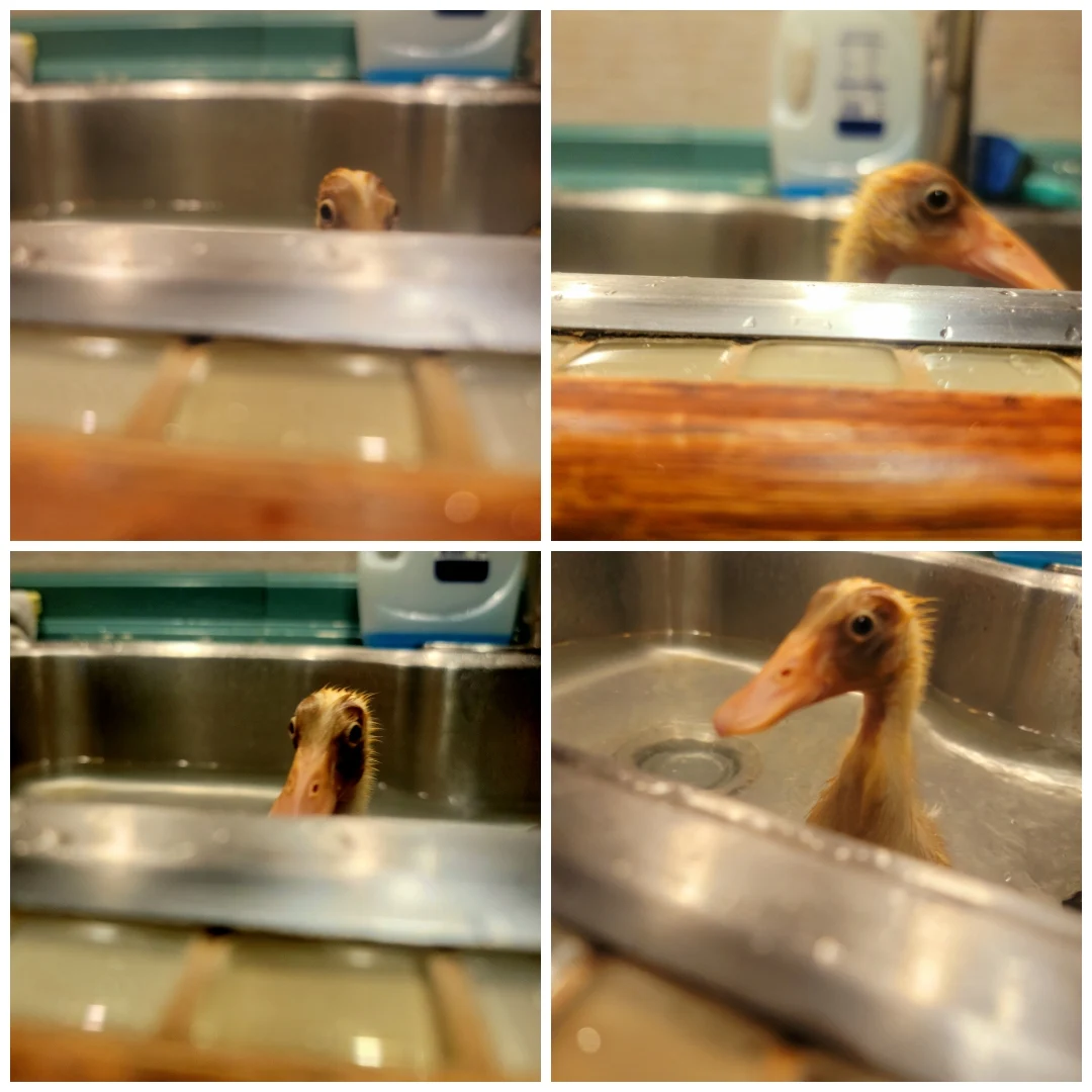 Meet Chuck, our derpy duck! | Scrolller