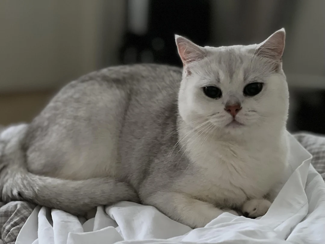 Silver fluff [OC] | Scrolller