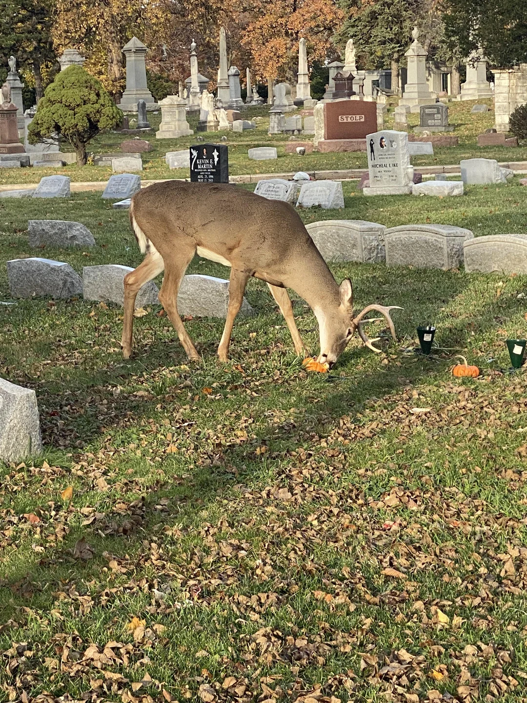 Friend eating pumpkins @ Forest Home Cemetery | Scrolller