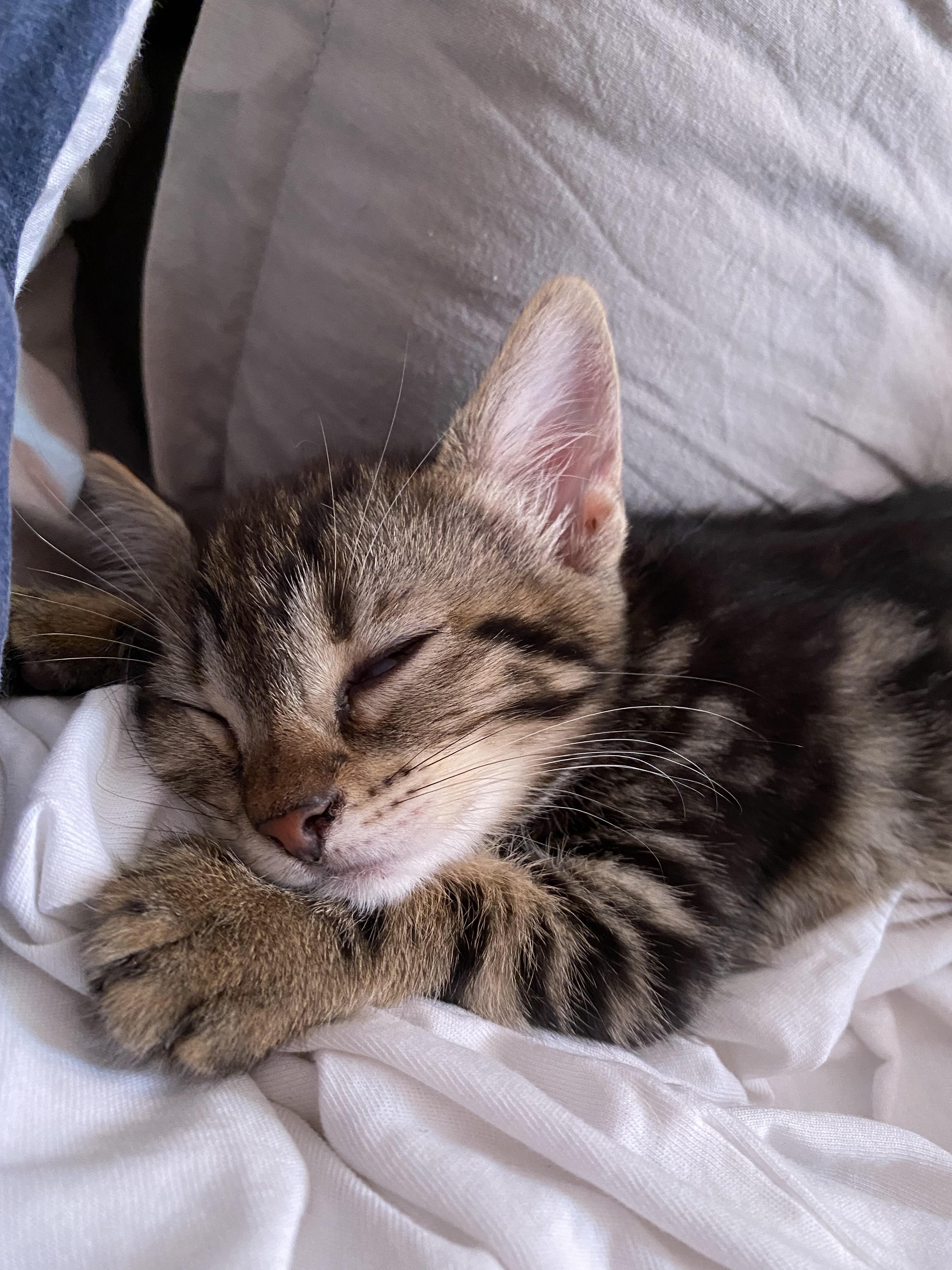 Sleepy kitten [OC] | Scrolller
