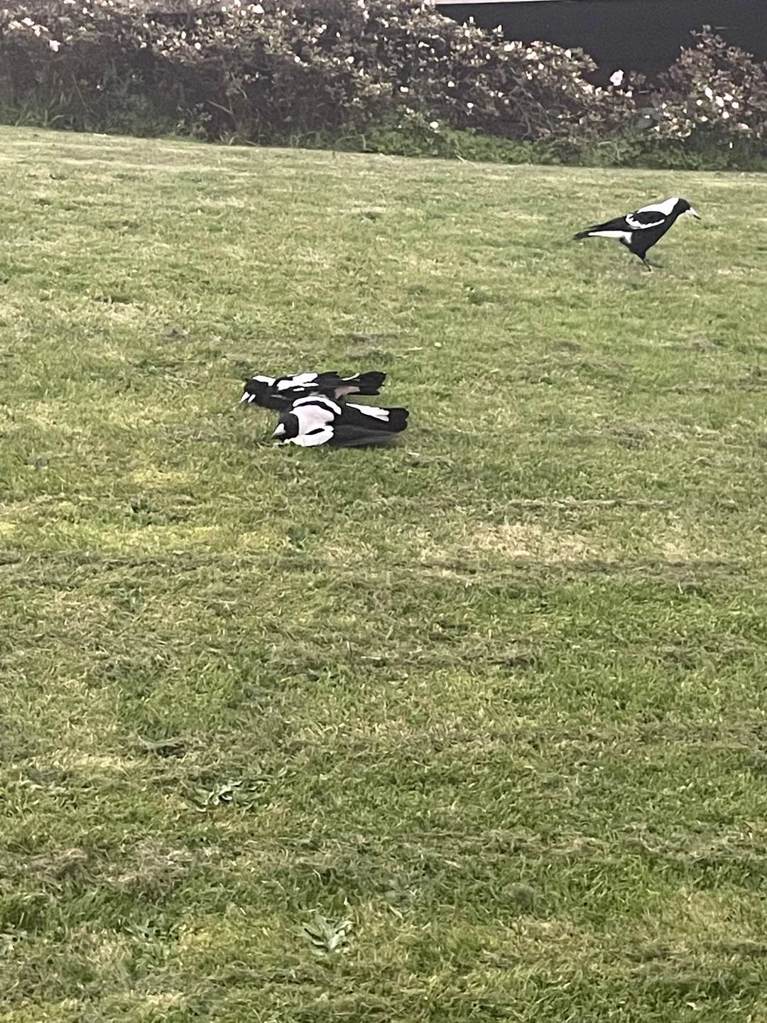 Anyone know what these magpies are doing? They are lying down (kinda slanted) by the looks of it ...
