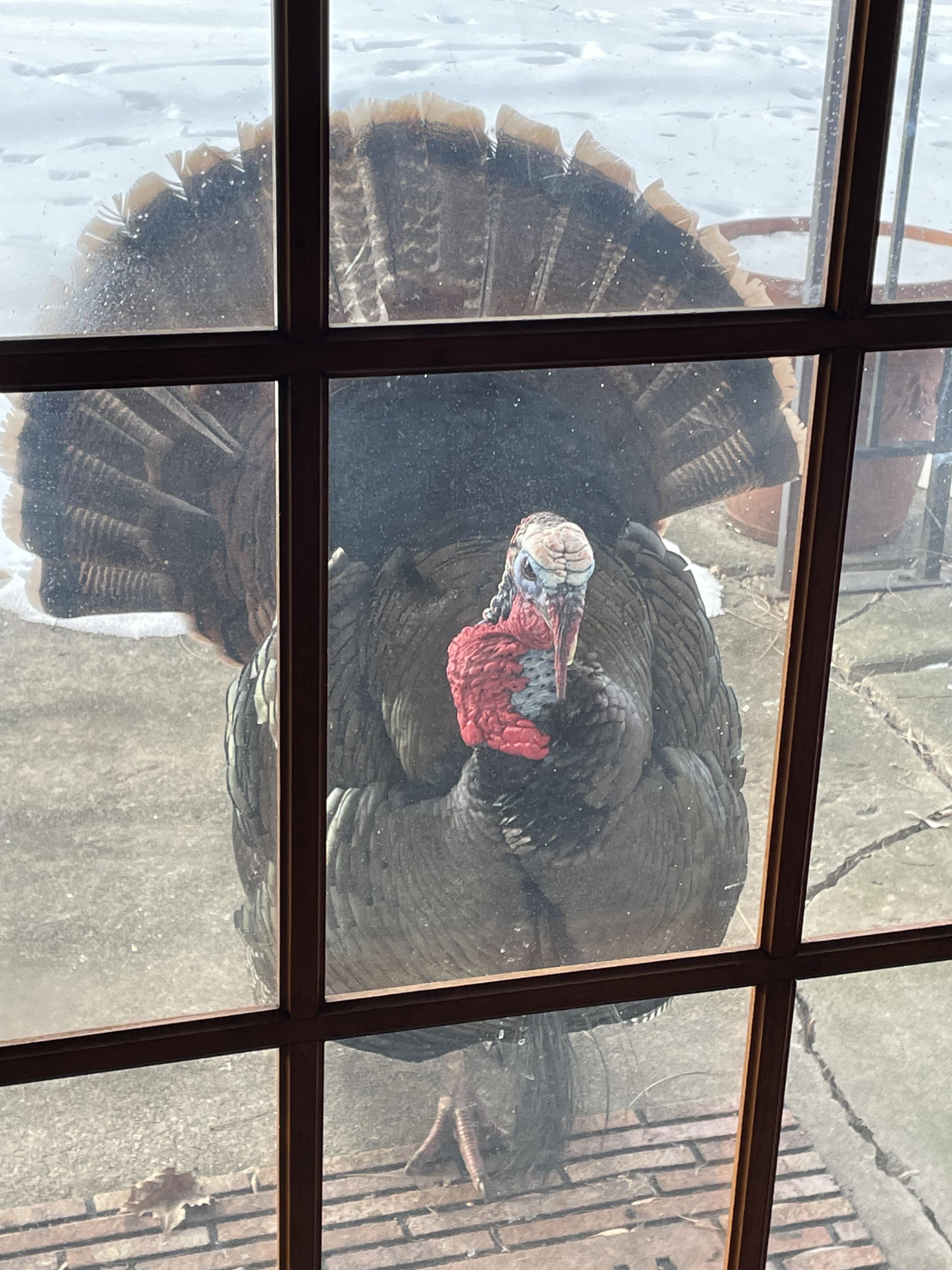 Turkey visitor this morning | Scrolller