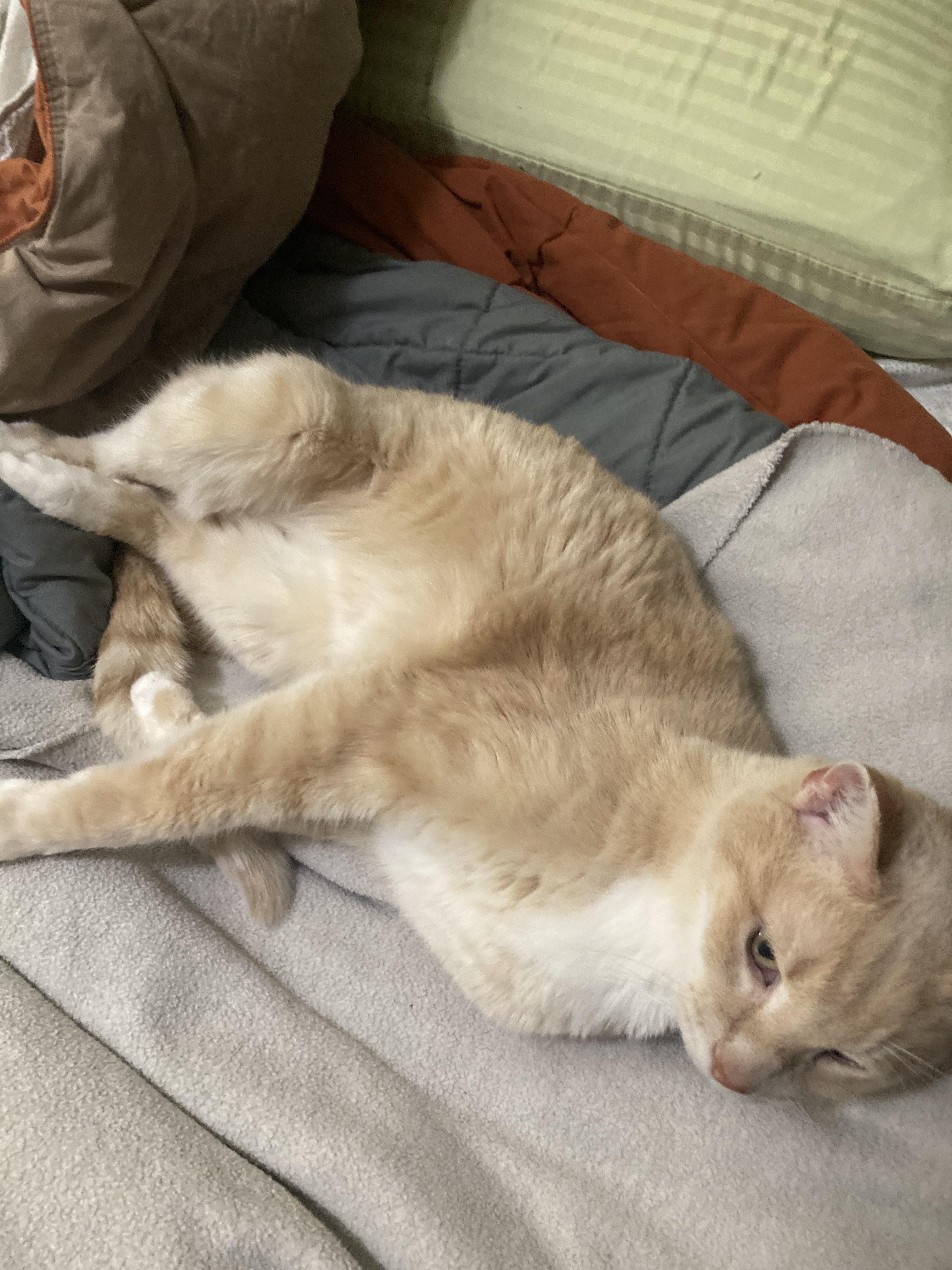 My sweet orange monster | Scrolller