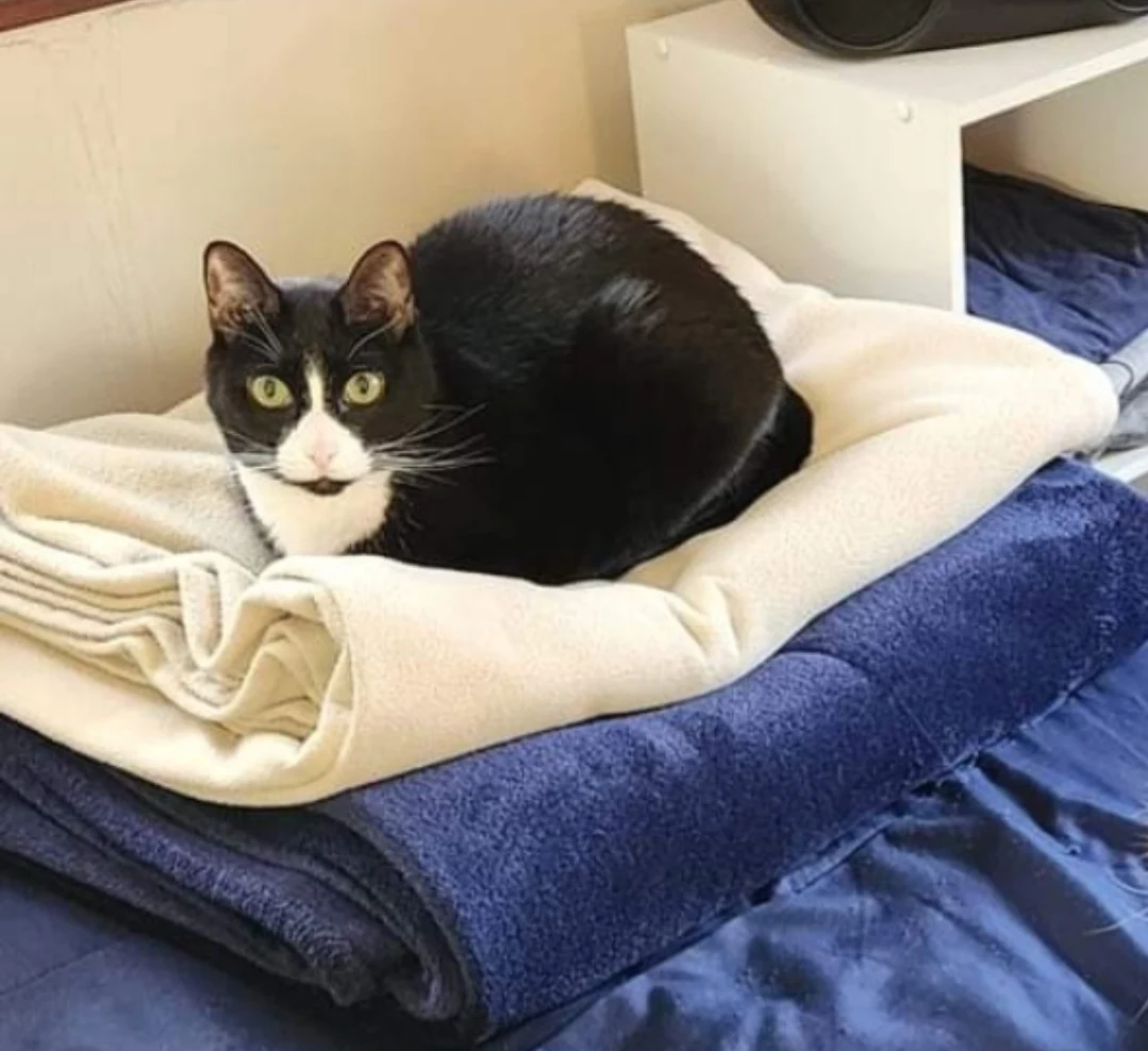 Kuma loafing on some sheets | Scrolller