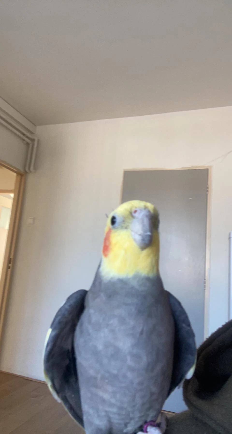 Elvis gets all the women | Scrolller