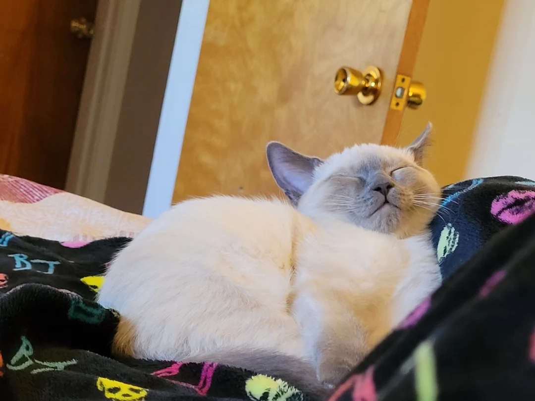 Squished mini loaf | Scrolller