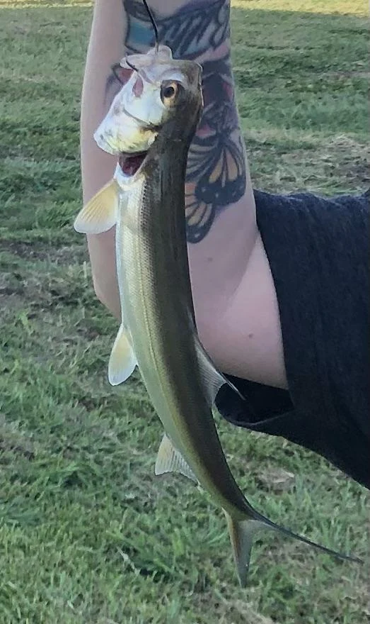 Need help identifying | Scrolller