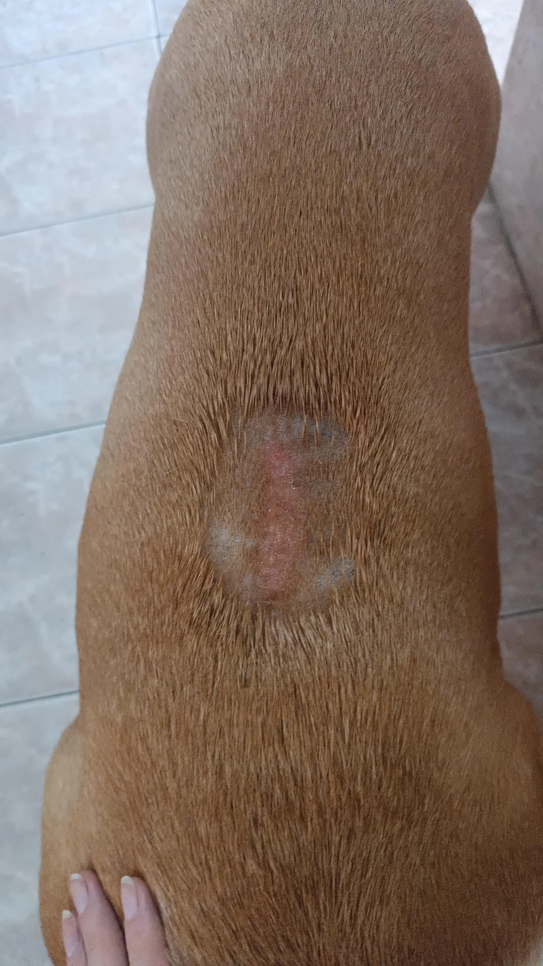 Help, skin issue | Scrolller