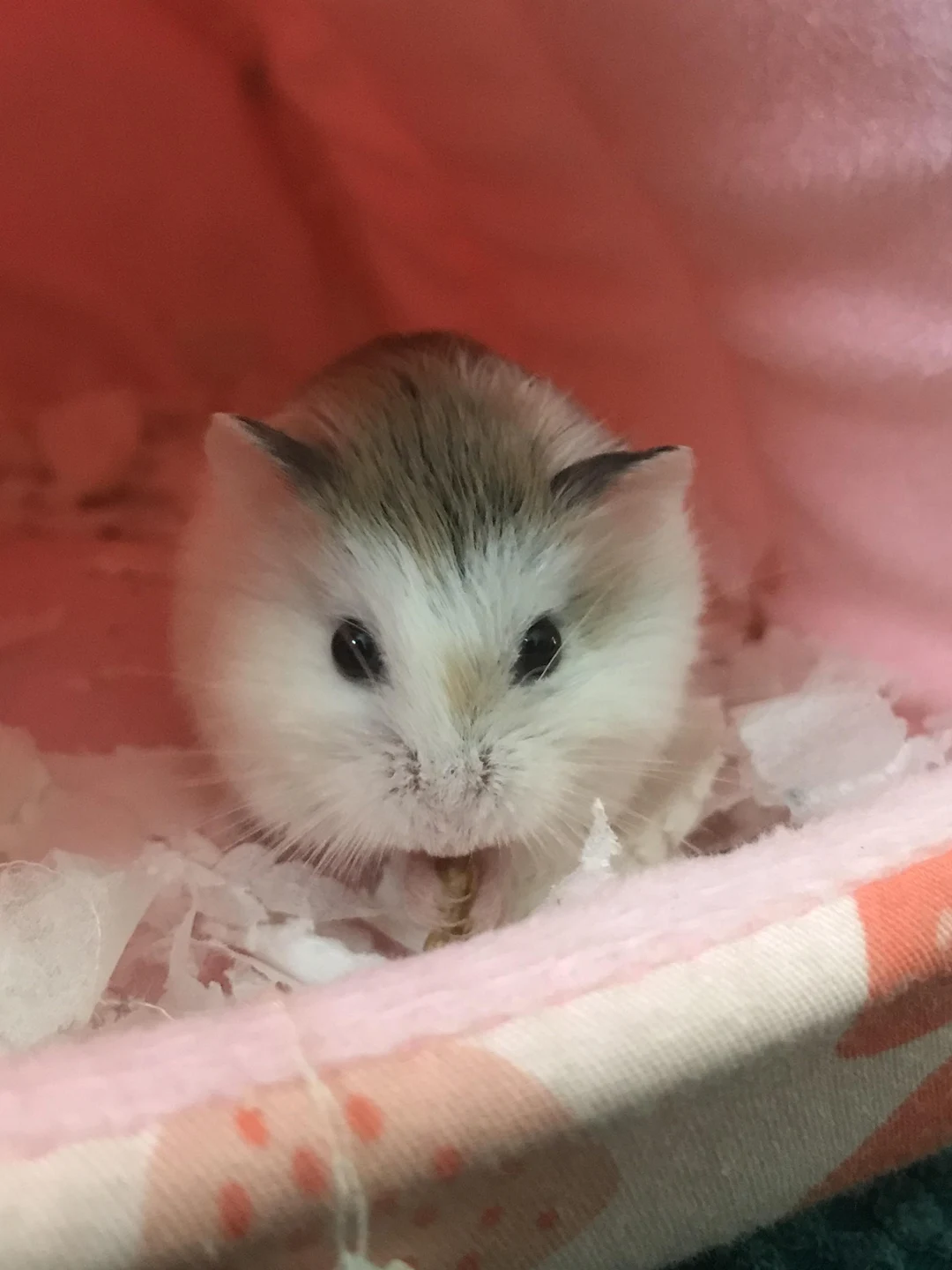 fluffy ball | Scrolller