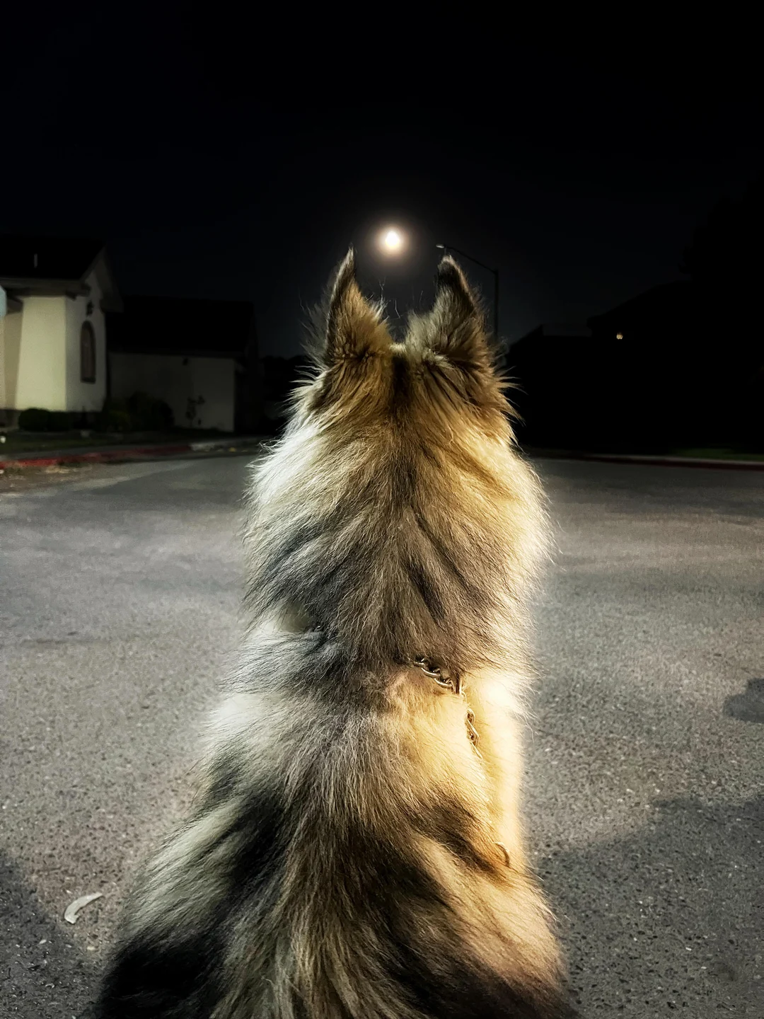 In contact with his inner wolf | Scrolller