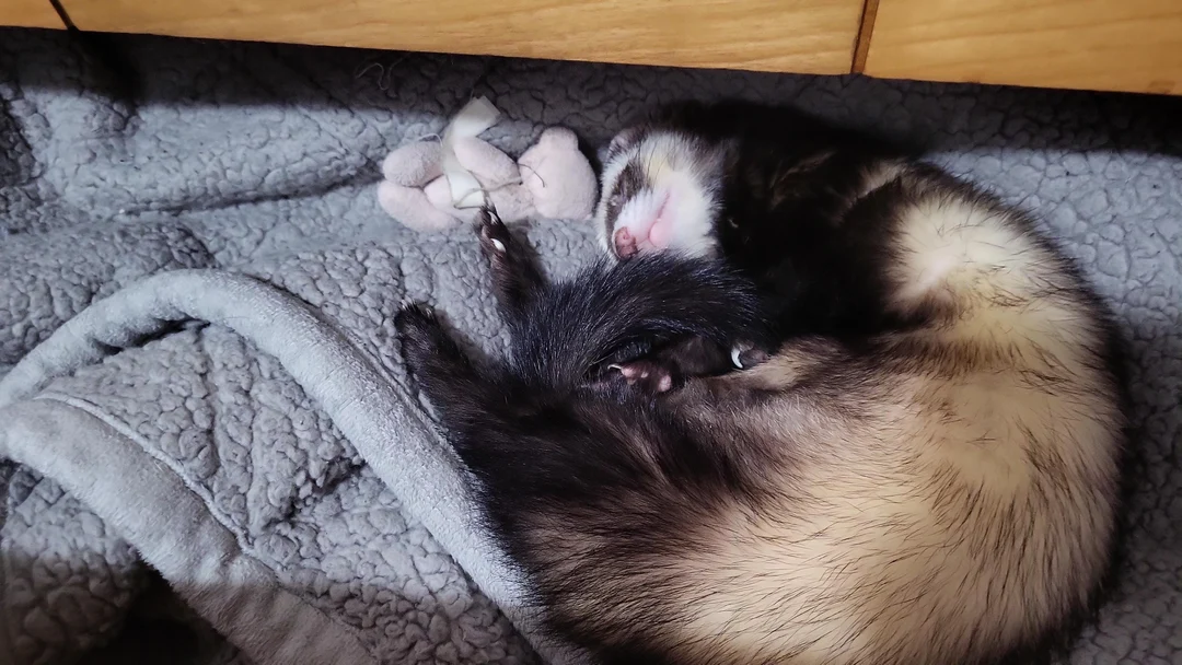 My sweet Timmy sleeping in my bottom drawer as always ️ | Scrolller