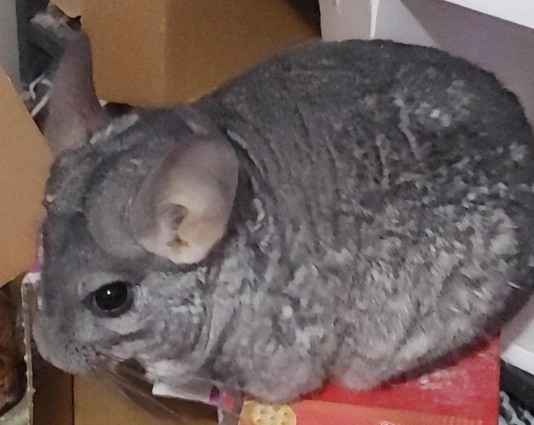 Urgent rehome | Scrolller