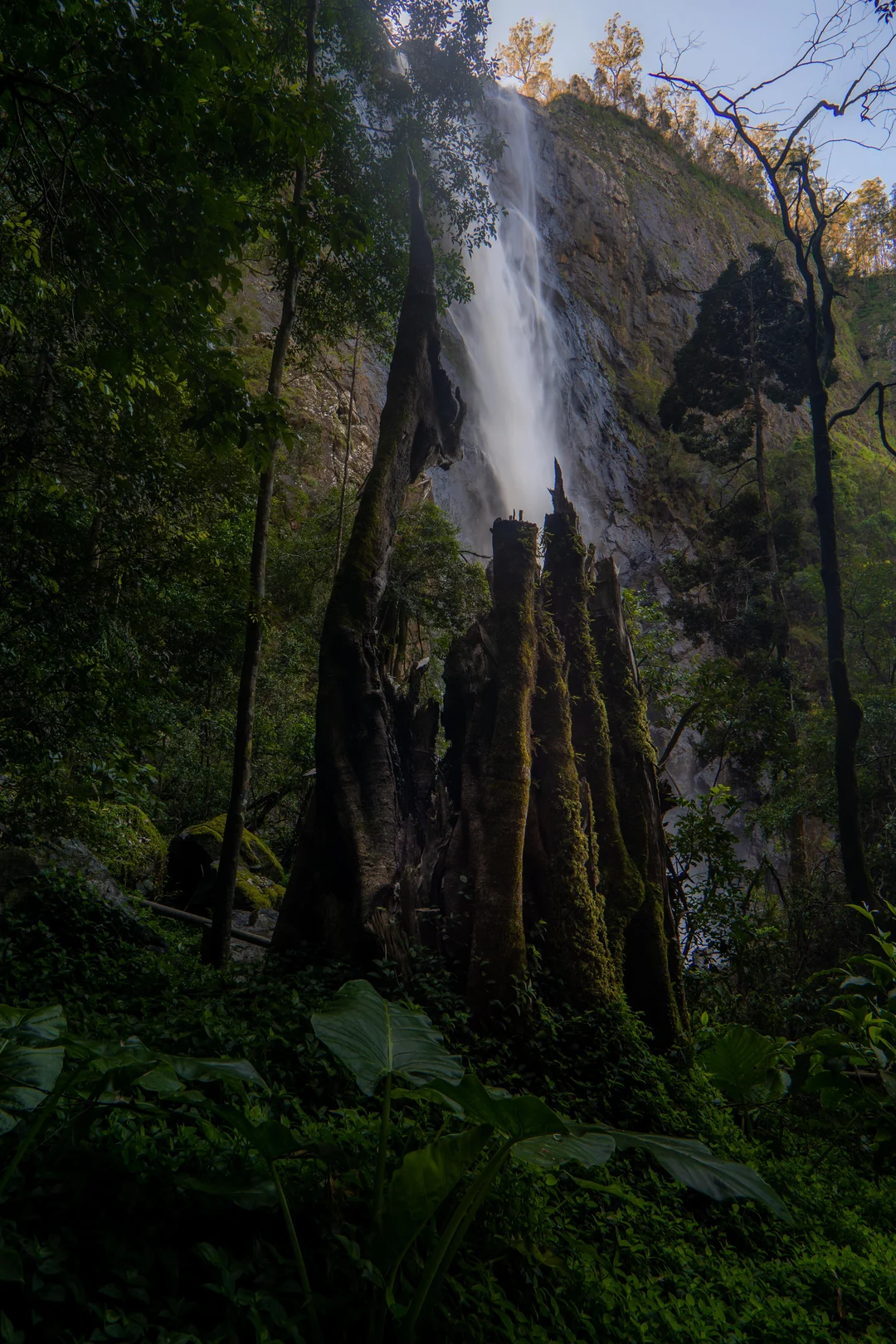 The forest beneath one of Australia's tallest waterfalls, Ellenborough Falls, OC, 2667x4000 ...