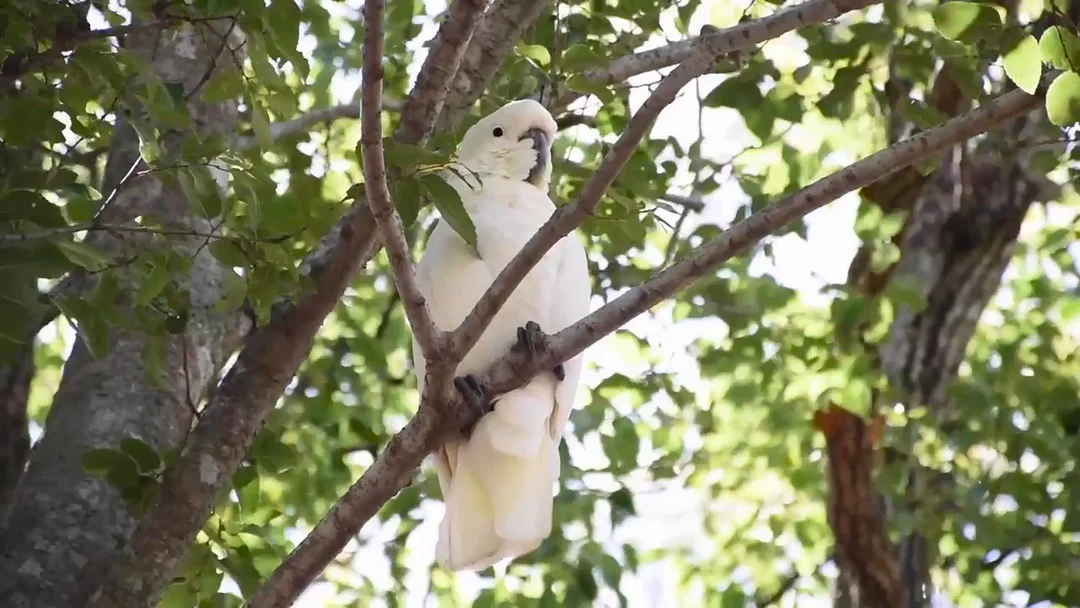 Sulphur-crested Cockatoo on a windy day | Scrolller