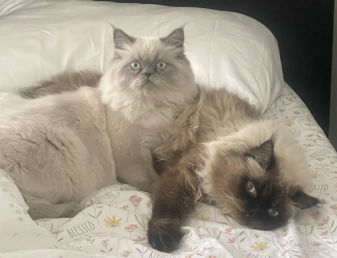 Floof brothers | Scrolller