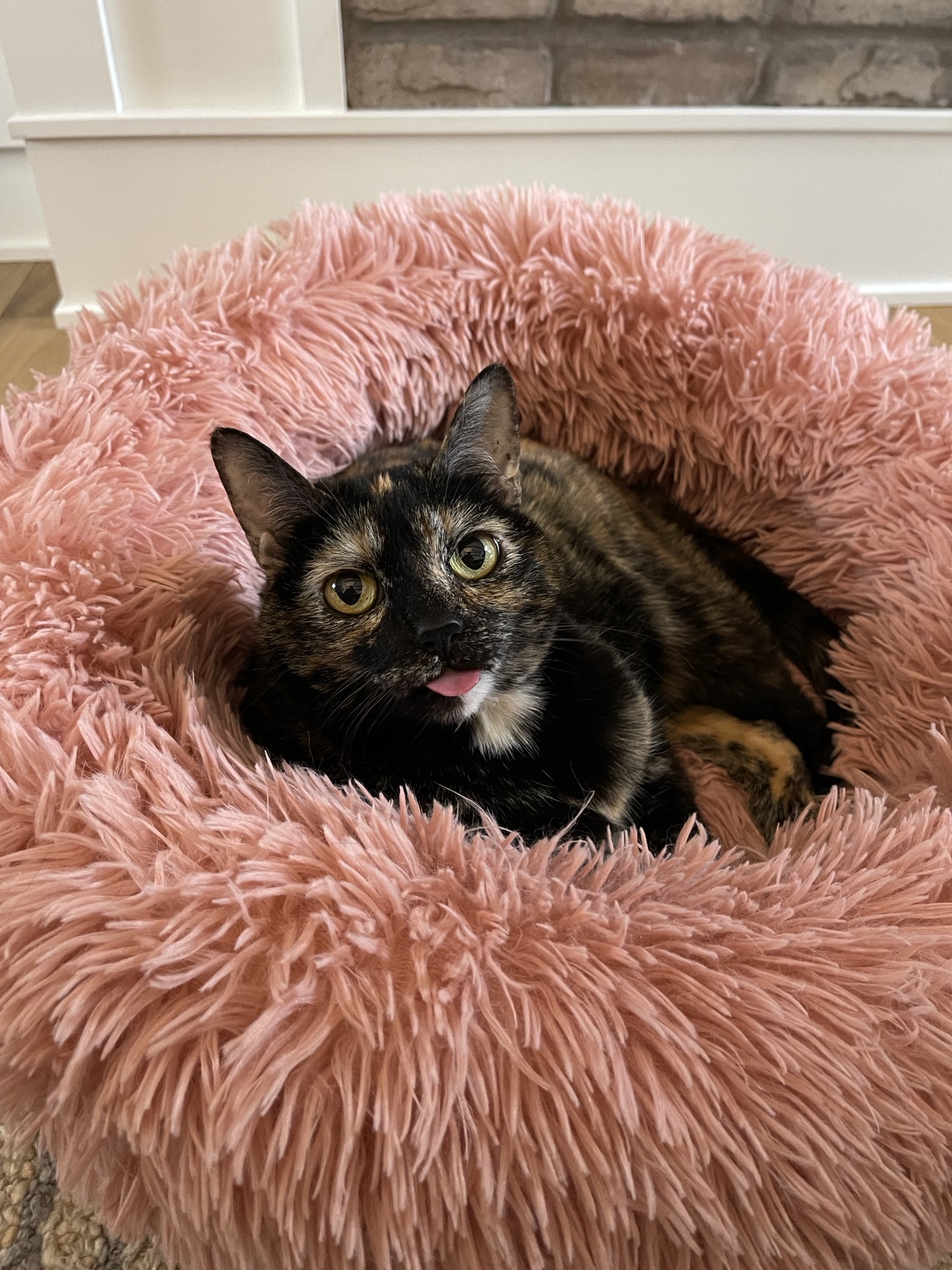 Our Little Tortie Derp [OC] | Scrolller