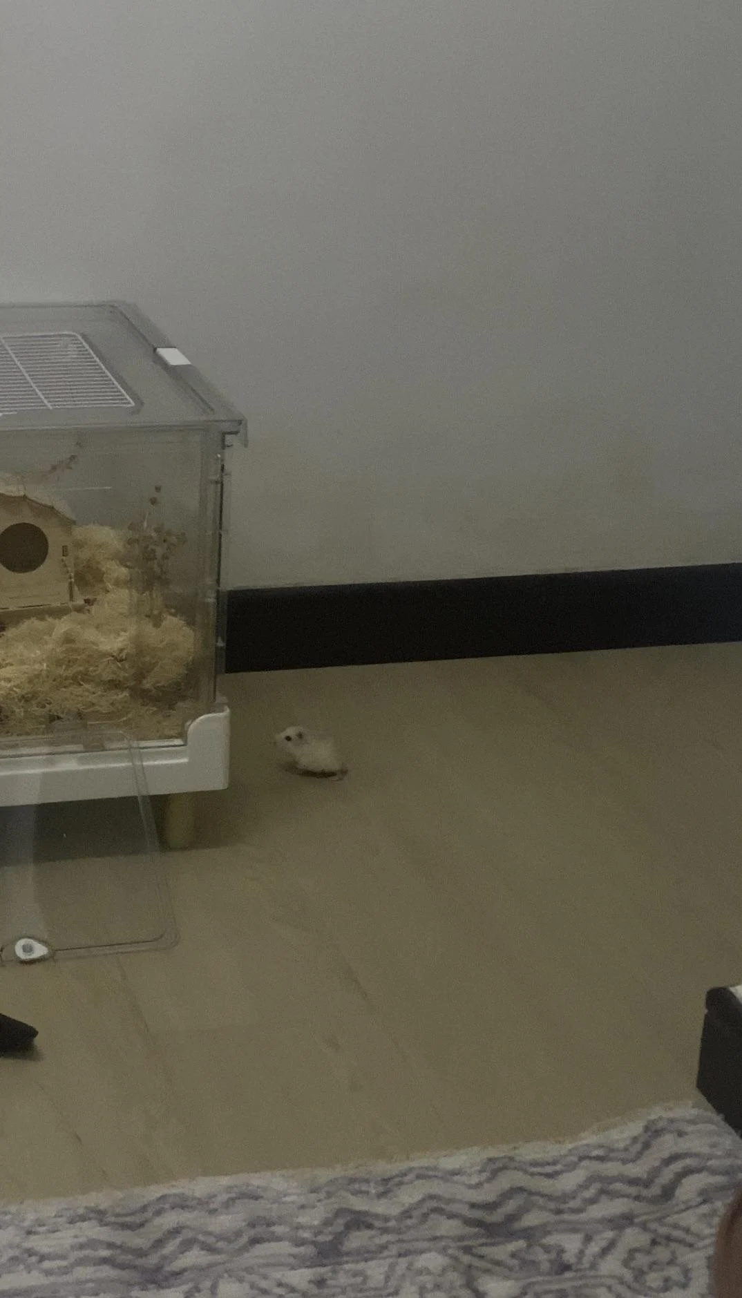 Tiny robo | Scrolller