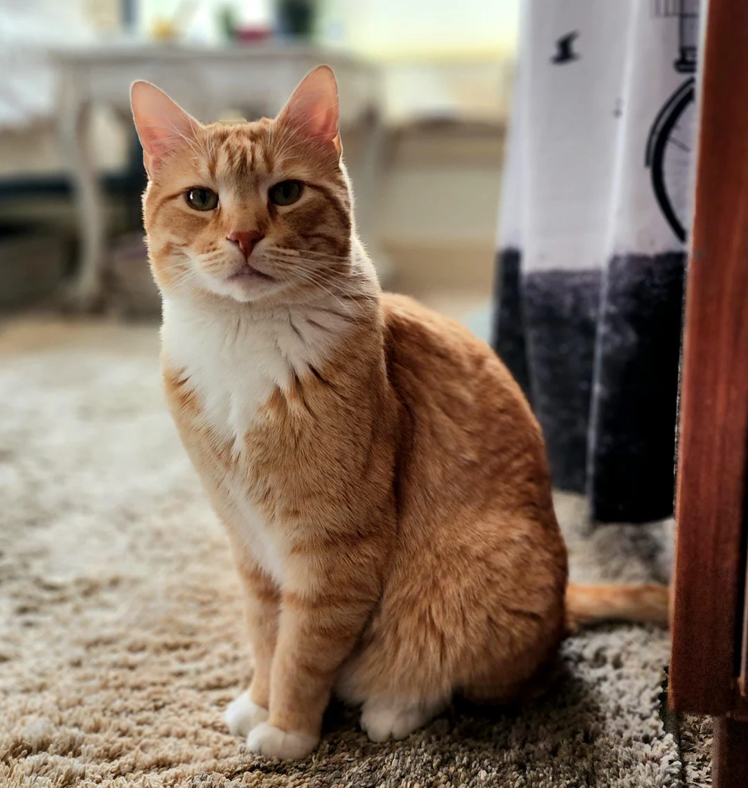 Here's looking at you, kit! | Scrolller