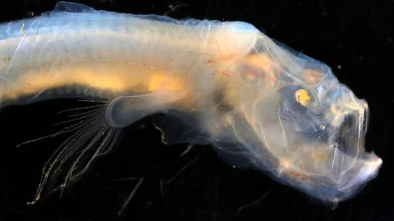 Strange creatures in the Indian Ocean | Scrolller