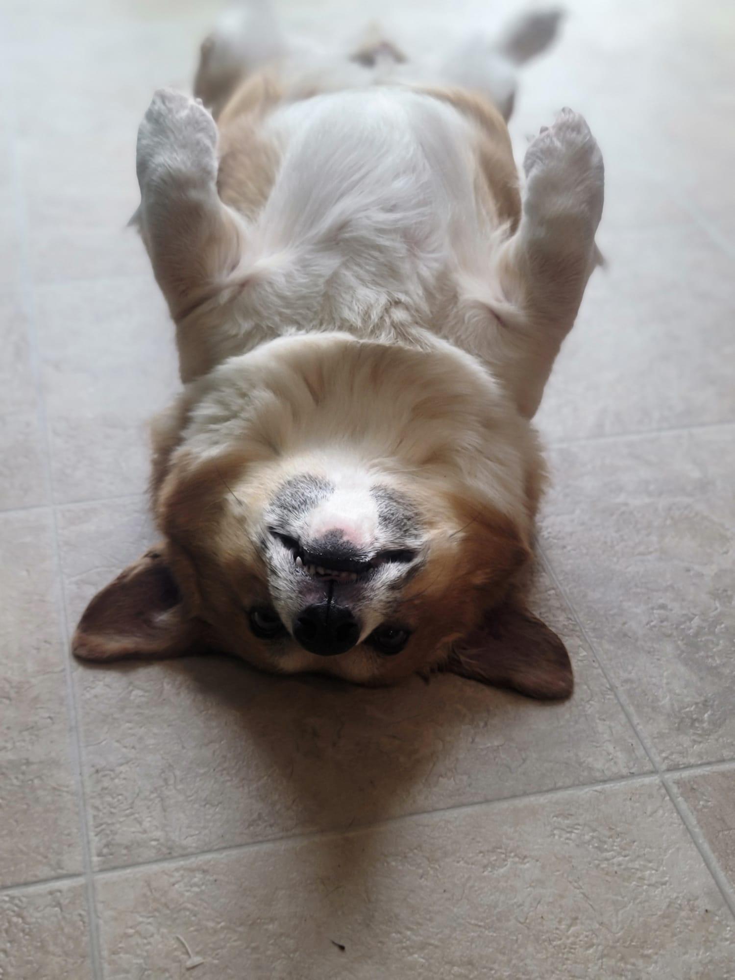 Bruno has reached corgi Zen | Scrolller