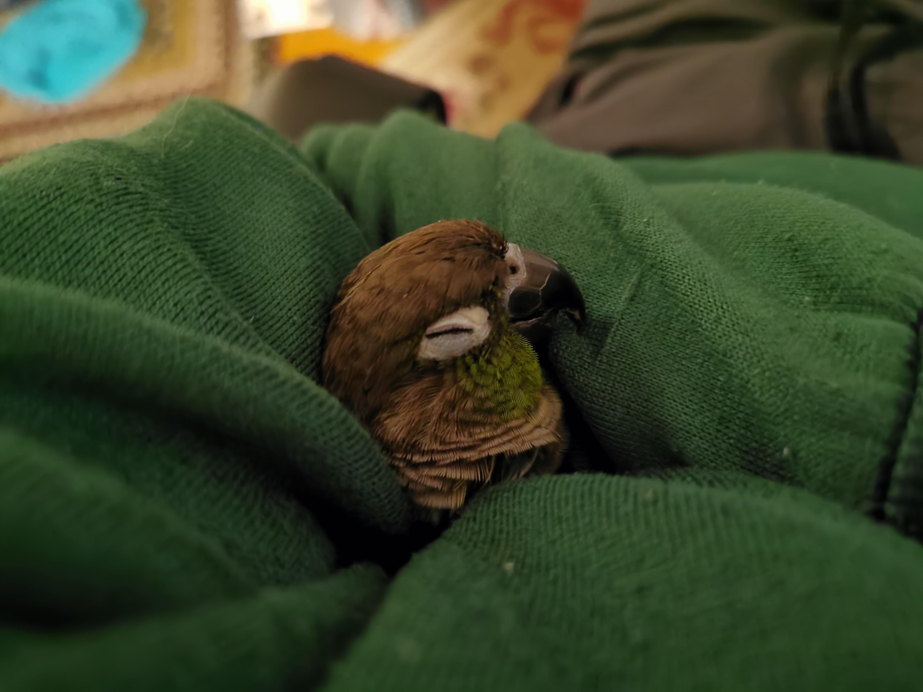 (OC) My sleeping bird | Scrolller