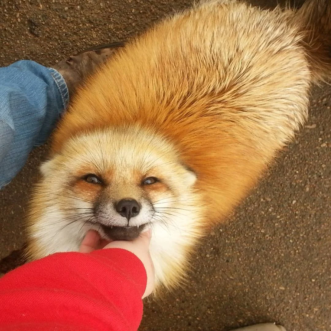 Happy Floof Pets | Scrolller