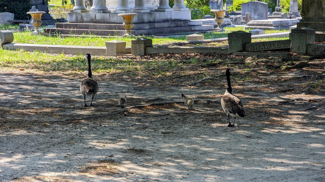 Graveyard Geese | Scrolller