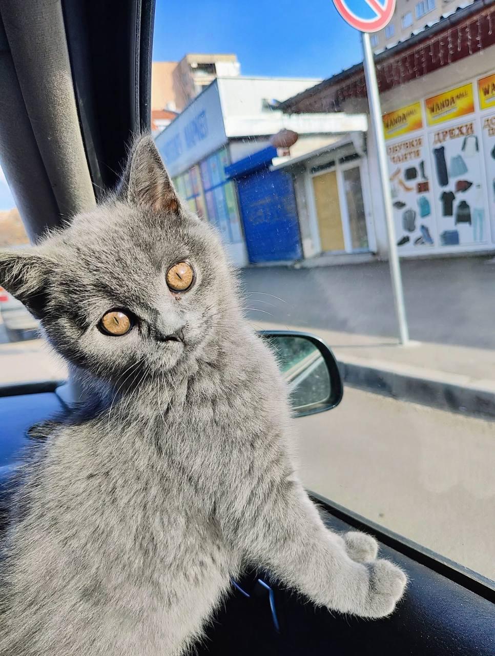 Passenger princess vibes | Scrolller