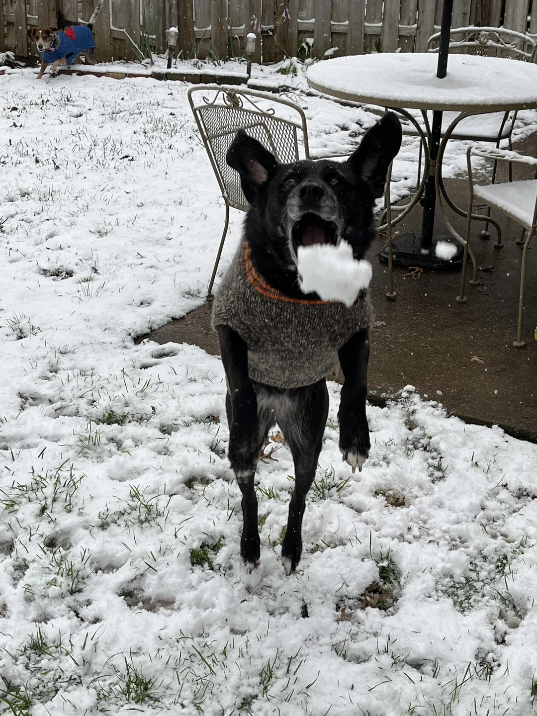 Arabella, destroyer of snowballs | Scrolller