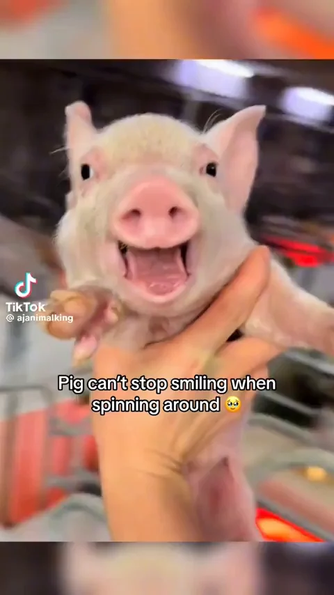 Funny animals | Scrolller