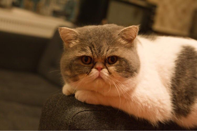 (OC) Grumpy gato | Scrolller