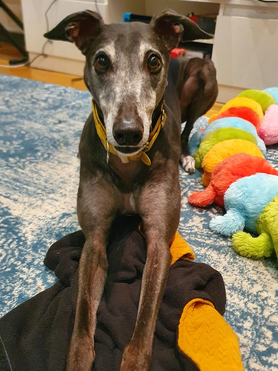 Snacks are for sharing, human. | Scrolller