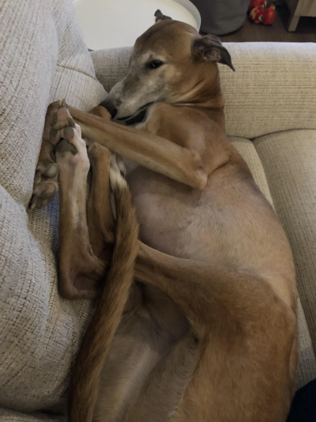 Queen Tanglefoot assuming the position | Scrolller