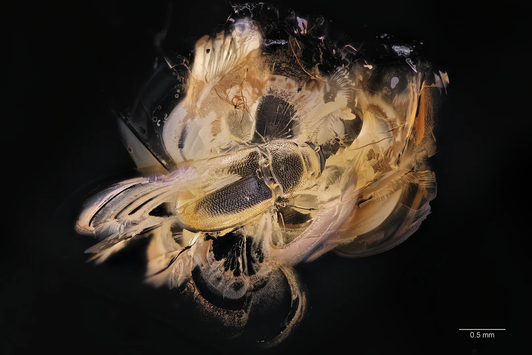 Latridiidae corticariinae in Baltic amber. | Scrolller