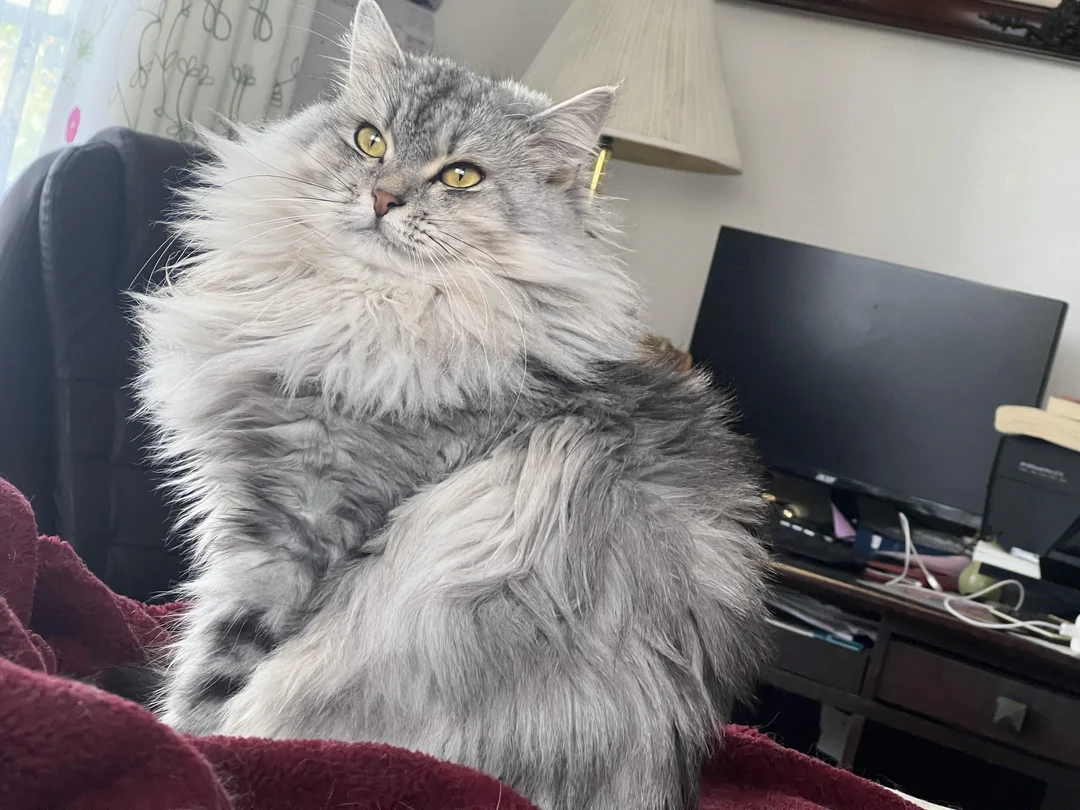 Emmy got her floof! | Scrolller