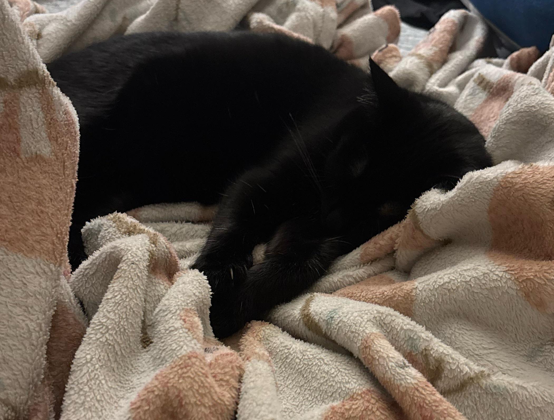 Void Cuddles | Scrolller