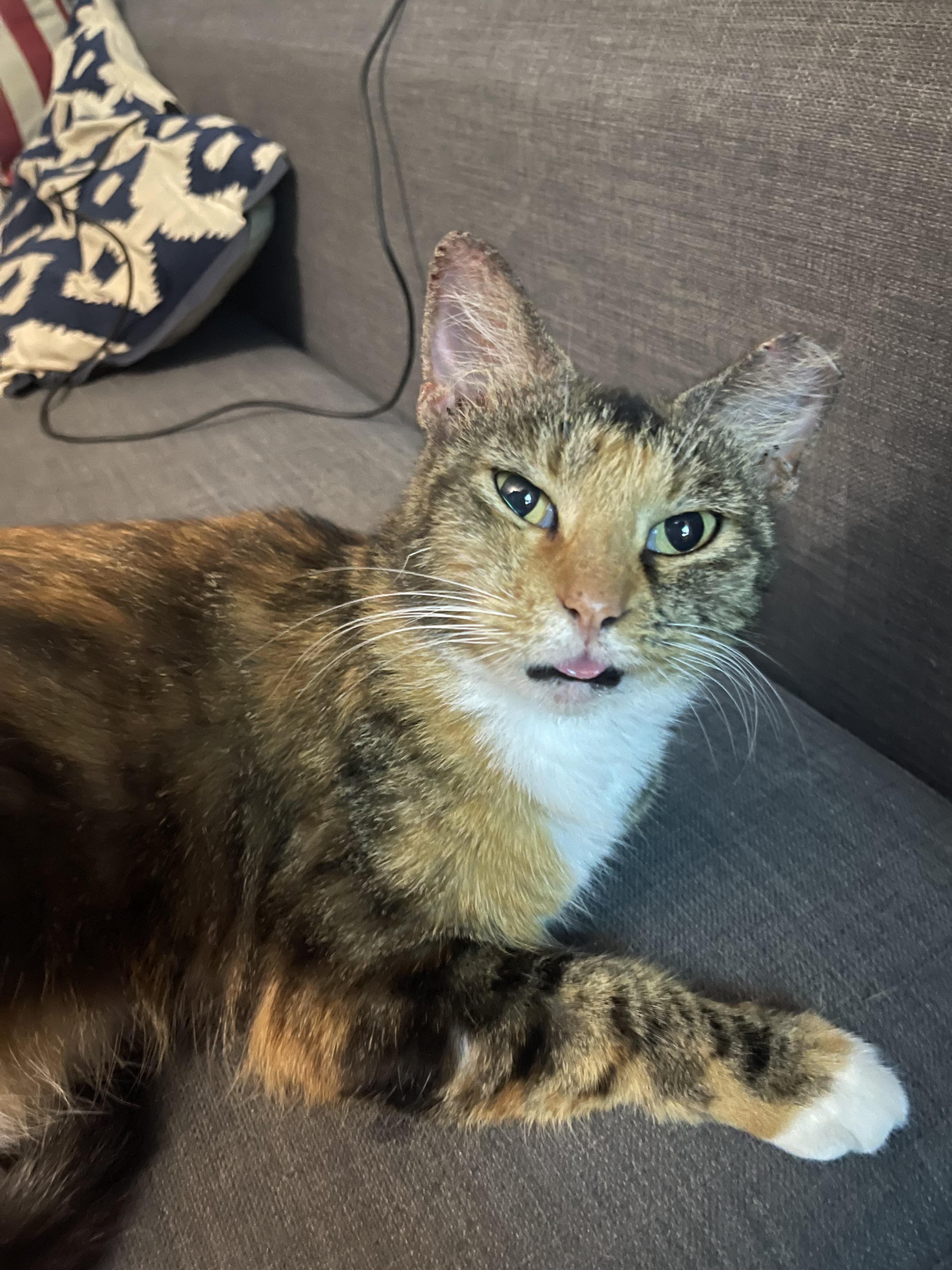 A very rare Reggie blep. | Scrolller