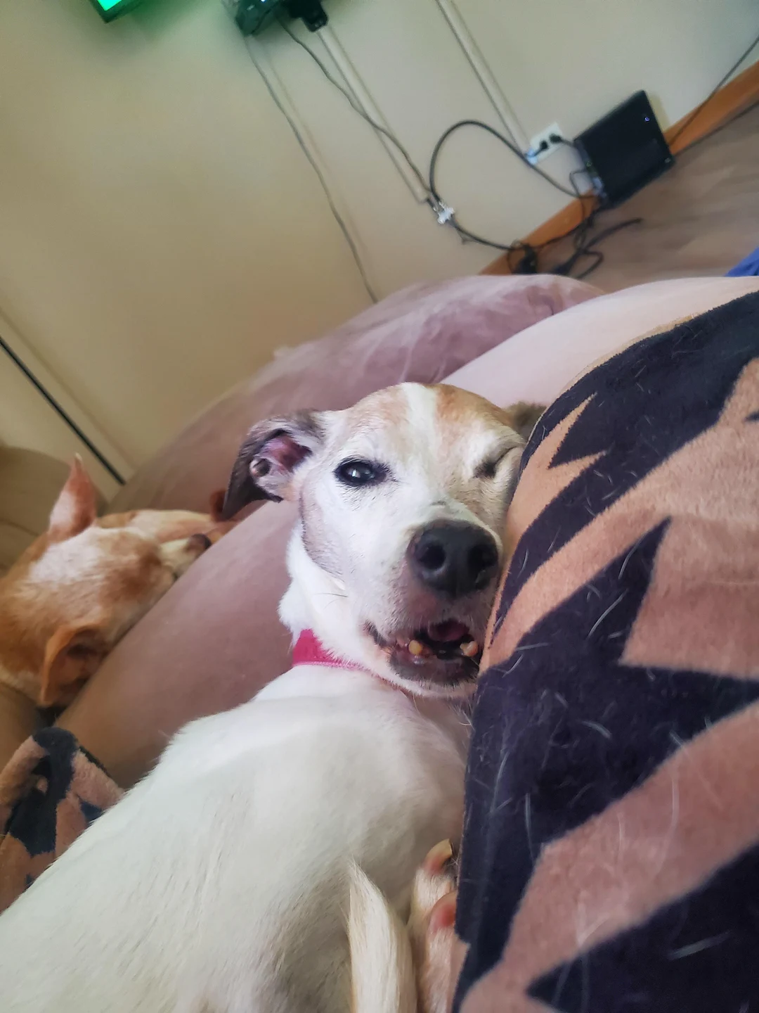 Just taking a snooze | Scrolller