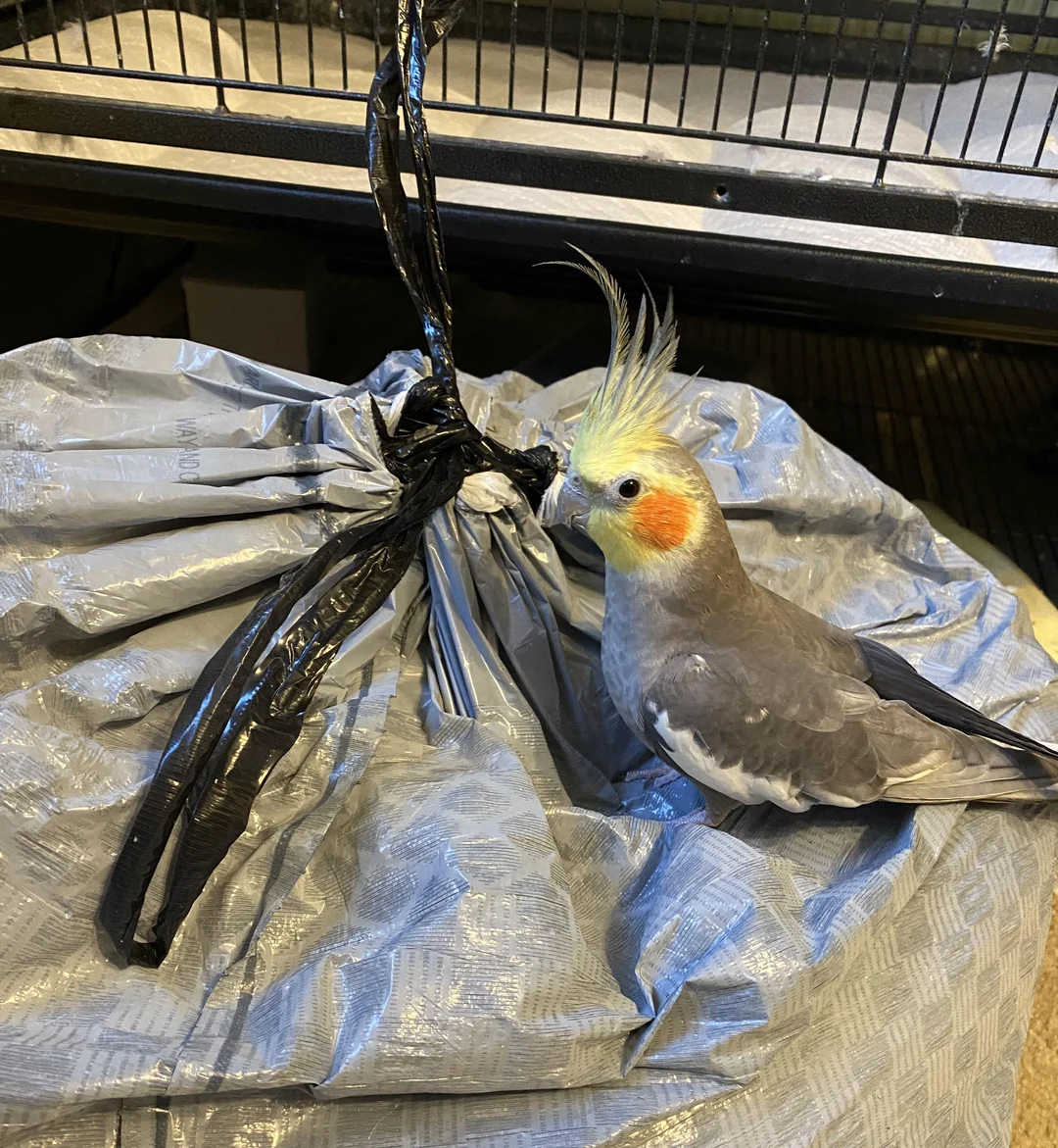 Trash bird | Scrolller