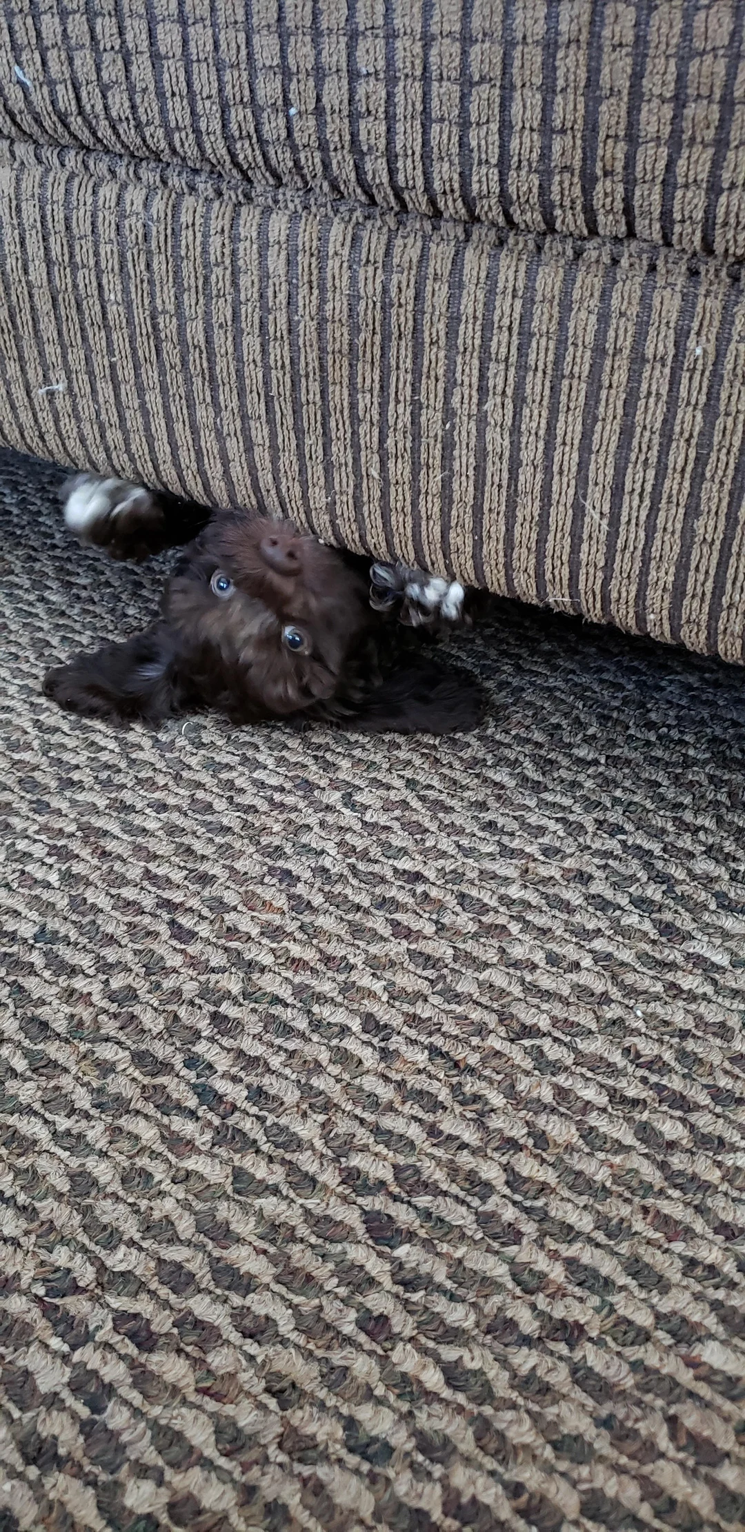 Throwback derp from when my dog was a puppy | Scrolller