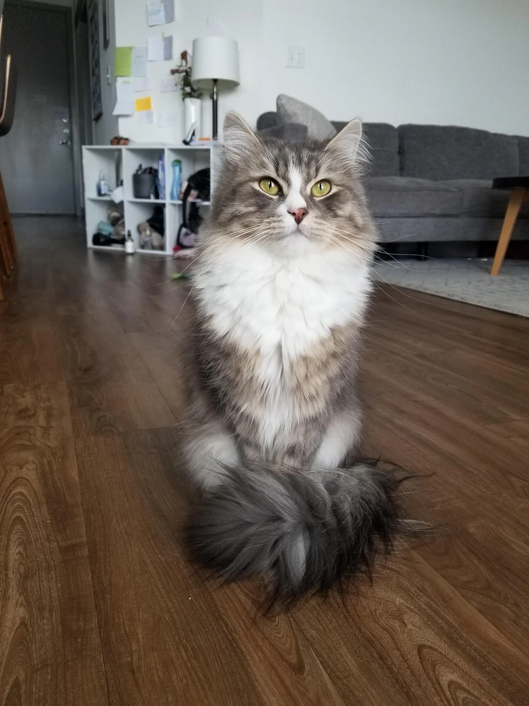 my little Samson | Scrolller