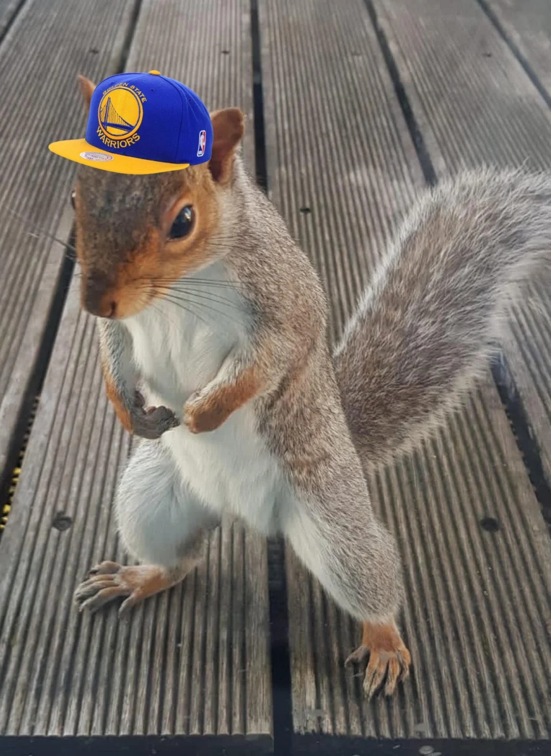 This squirrel is a Warriors fan and is flexing for u/justusethatname | Scrolller