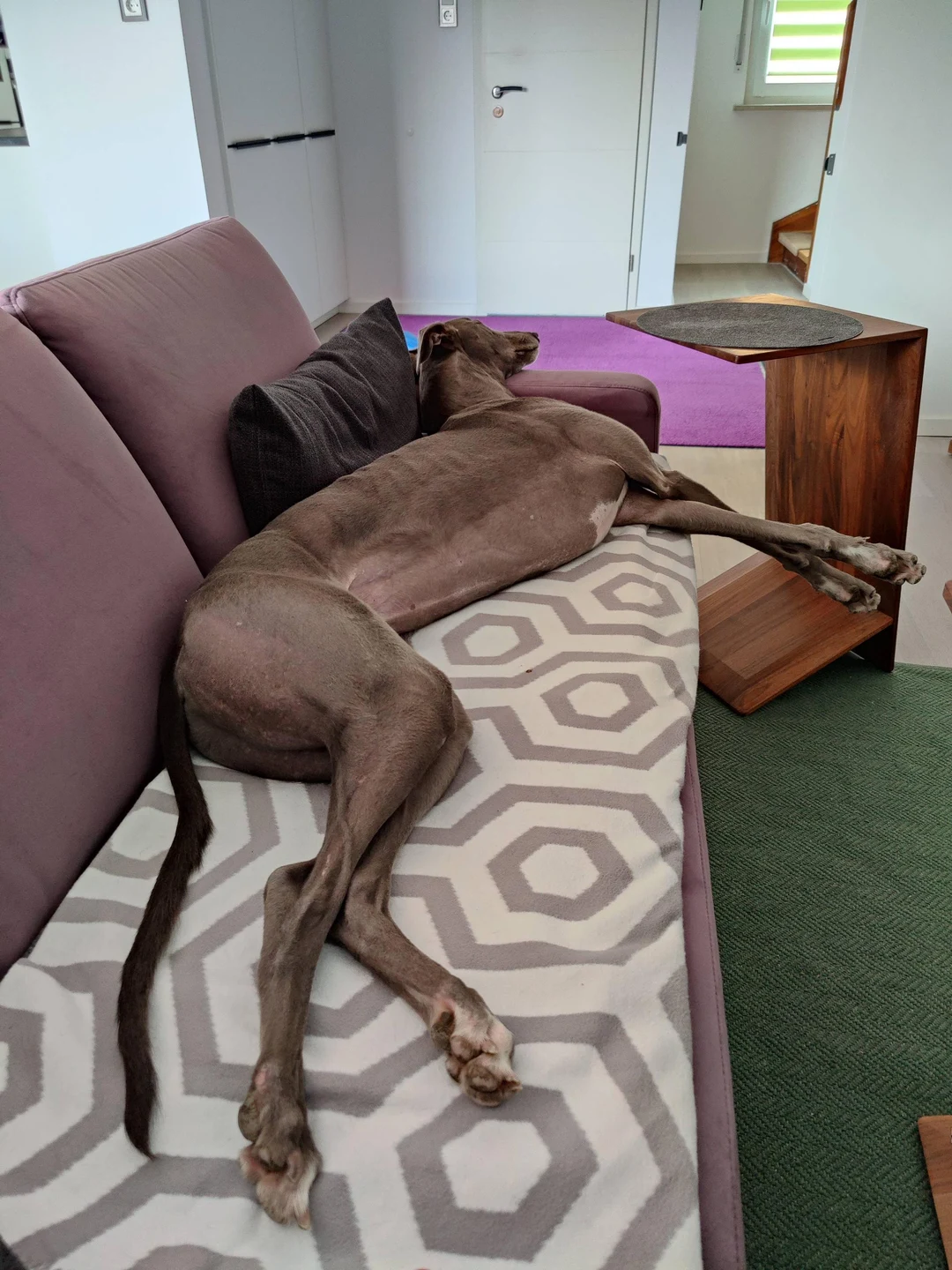 Discover more like Greyhounds: Very long dog and Related Content | Scrolller