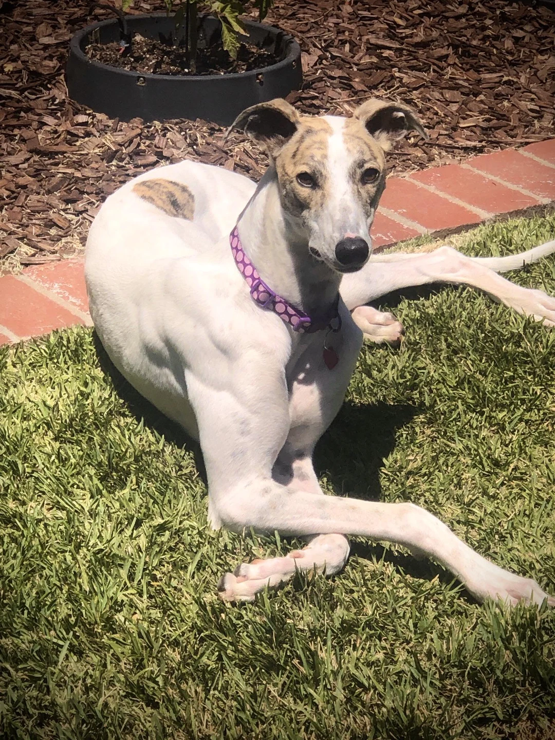 Discover more like Greyhounds: Muscle Beach and Related Content | Scrolller