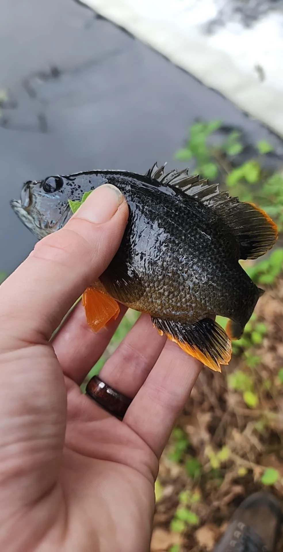 Help with fish ID | Scrolller