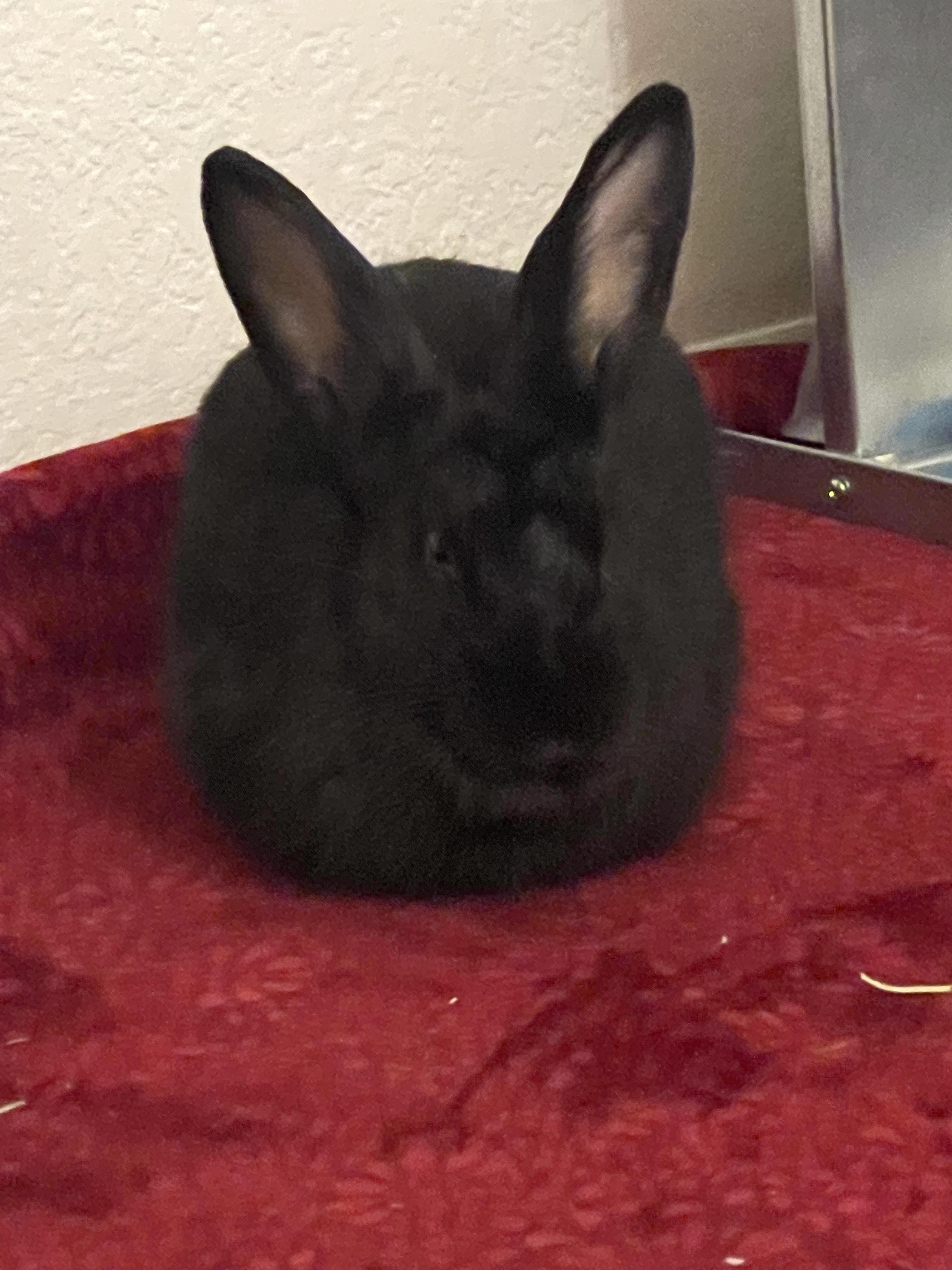 Help identifying breed? | Scrolller