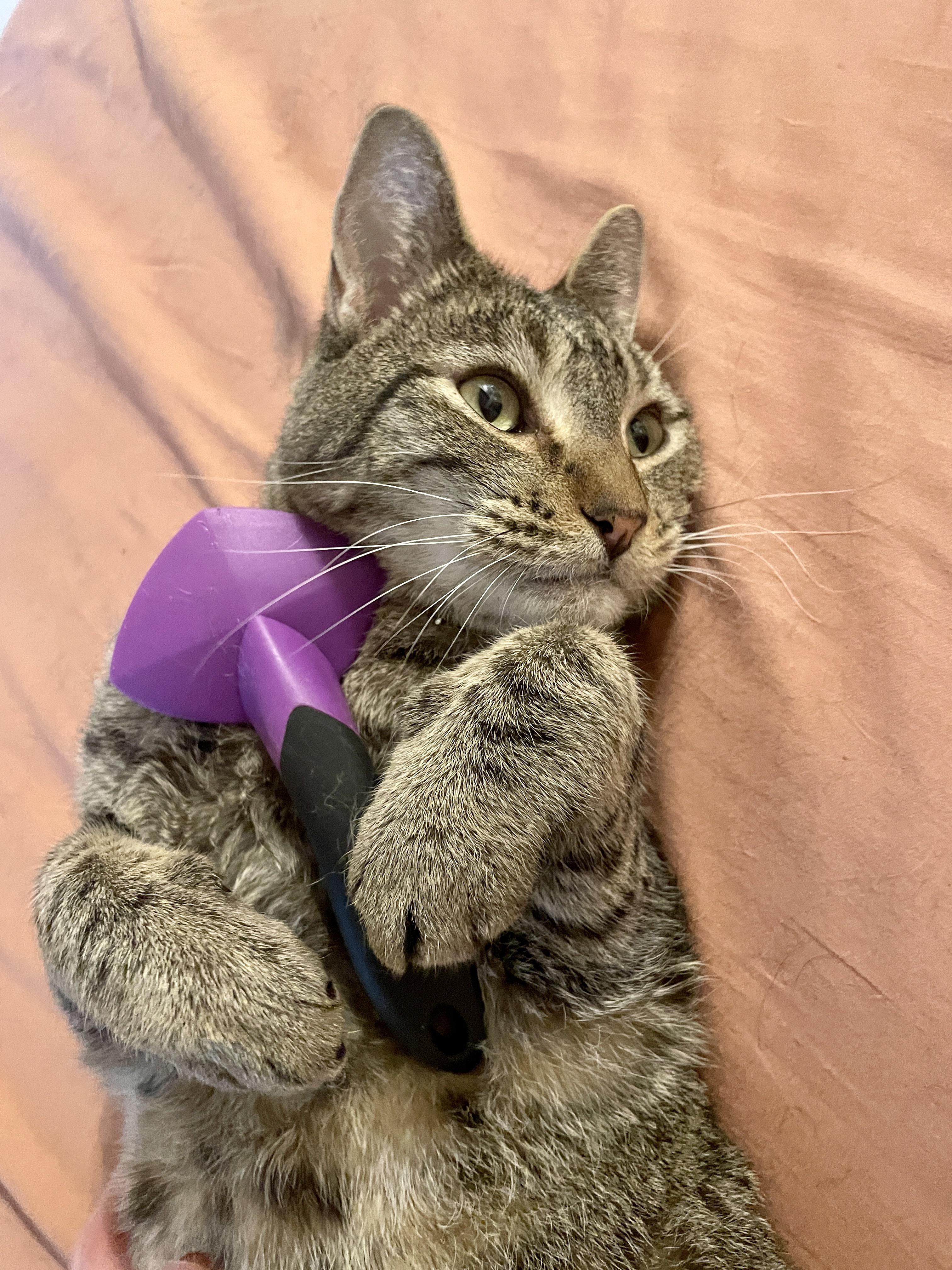 Tigs loves brushy time! (OC) | Scrolller